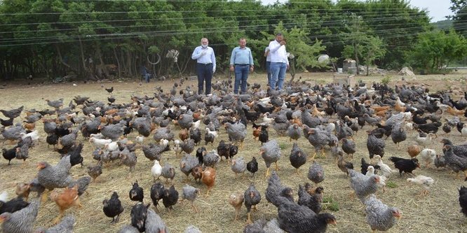Bio ferma “Dionisi” rritë pula në ambient të hapur - Radio Kosova e Lirë